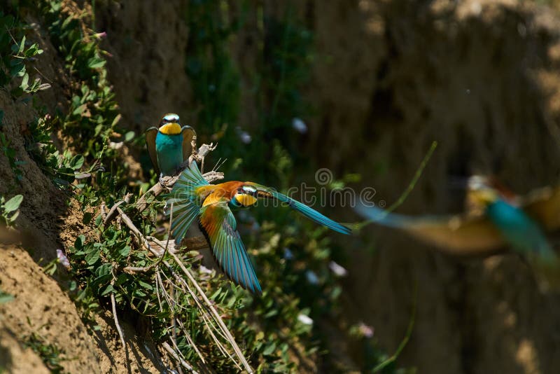 Bee-eaters Flying and Perching on Cliff Stock Photo - Image of flying ...