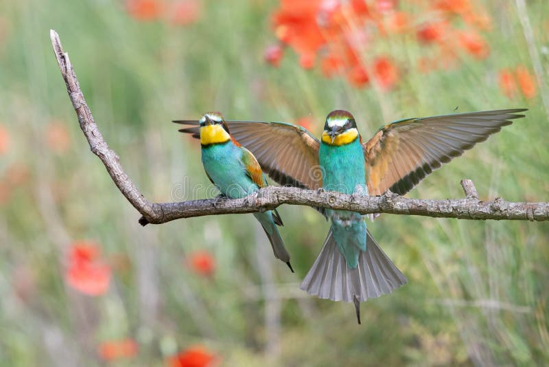 Bee-eaters with Multicolored Feathers Sitting on the Tree Branch Stock ...