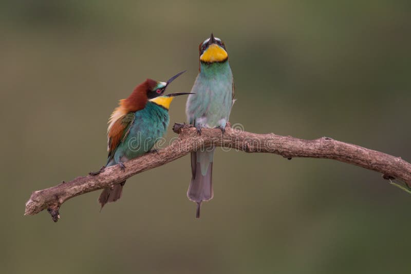 Bee eaters stock photo. Image of sized, bird, birdwatching - 67629792