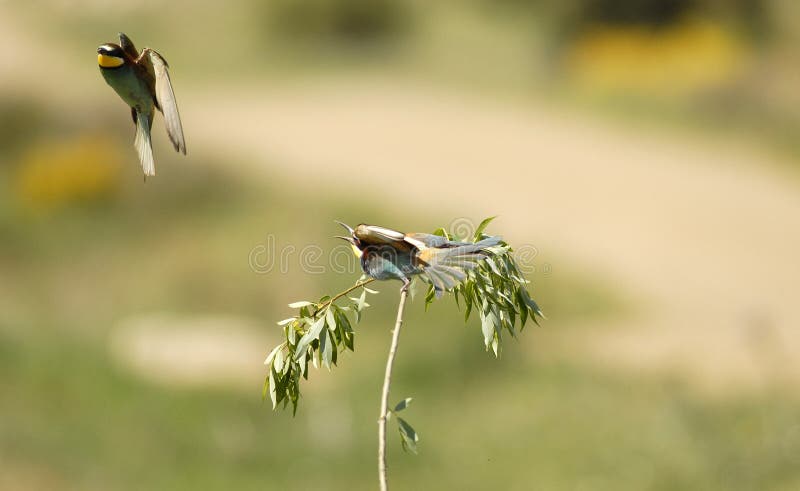 Bee-eaters Volant Dans Le Domaine Photo stock - Image du animal, normal ...
