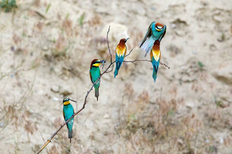 Bee Eaters in the Wild of the Danube Delta Stock Image - Image of ...