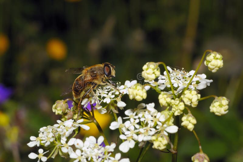 Bee eating stock image. Image of collect, food, honey - 14772521
