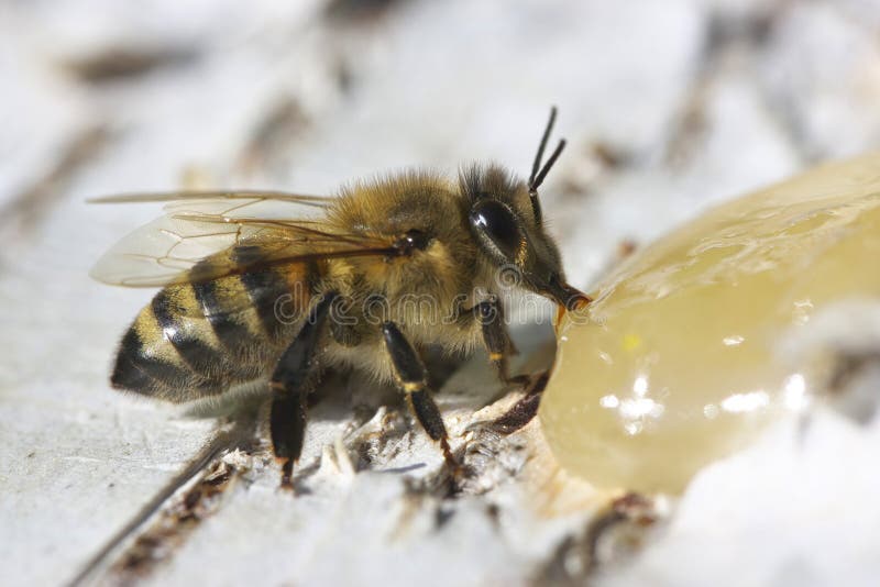 Bee eating honey. stock image. Image of beeswax, golden - 72681789