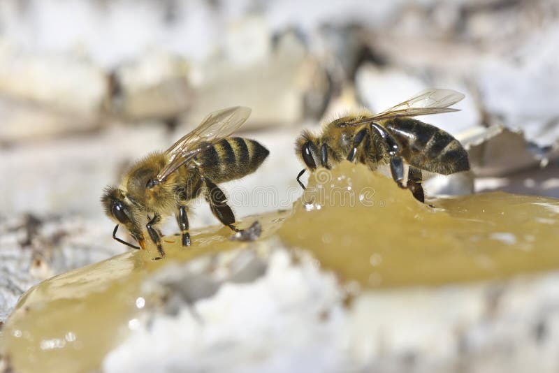 Bee eating honey. stock photo. Image of pattern, honeyed - 72733564