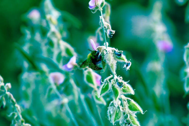 Bee eating stock photo. Image of insects, plant, eating - 164108836