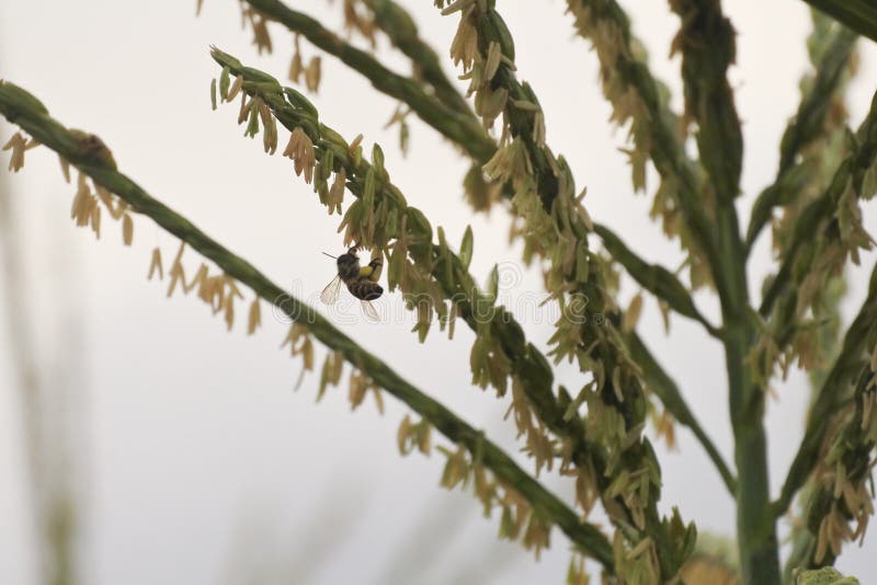 Bee and corn stock image. Image of eating, corn, flower - 125641595