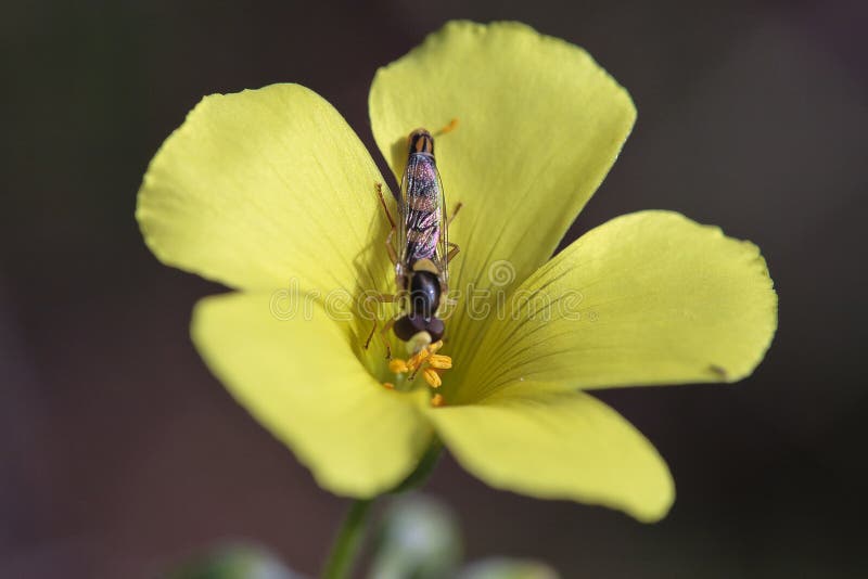 Bee Eating Pollen from Flower Stock Image - Image of pollinates, animal ...