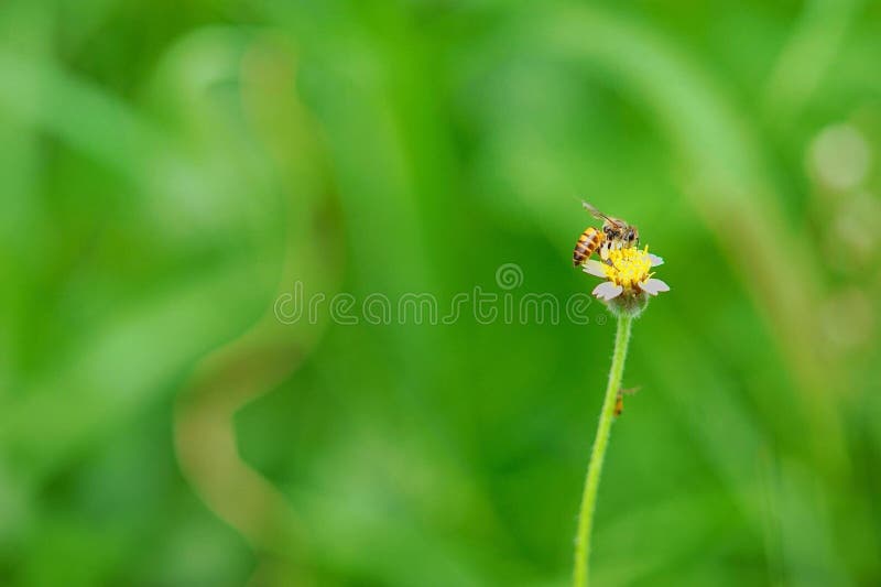 Bee Eating on a Small Flower. Stock Photo - Image of tolerance, life ...