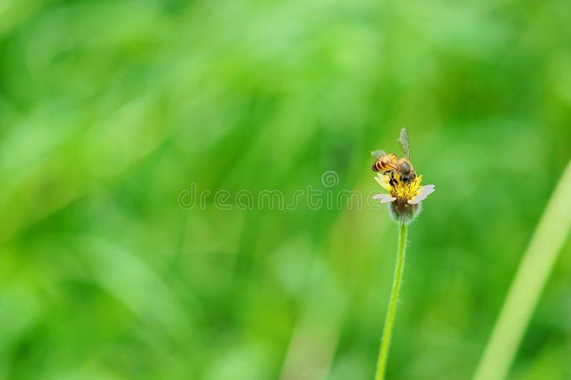Bee Eating on a Small Flower. Stock Photo - Image of wallpaper, life ...