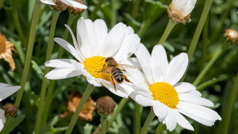 Bee Eating and Workin for Spring Time on Flower Stock Photo - Image of ...