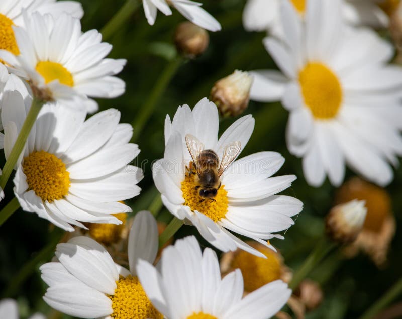 Bee Eating and Workin for Spring Time on Flower Stock Image - Image of ...