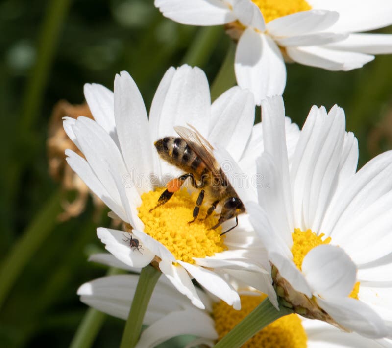 Bee Eating and Workin for Spring Time on Flower Stock Photo - Image of ...