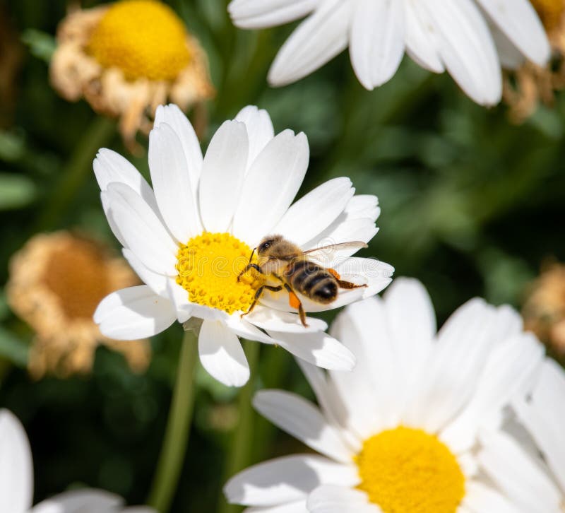 Bee Eating and Workin for Spring Time on Flower Stock Photo - Image of ...