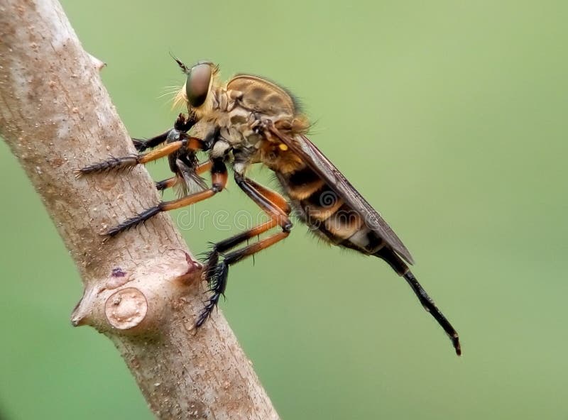 Bee eats insect stock photo. Image of eating, green, forest - 89734340