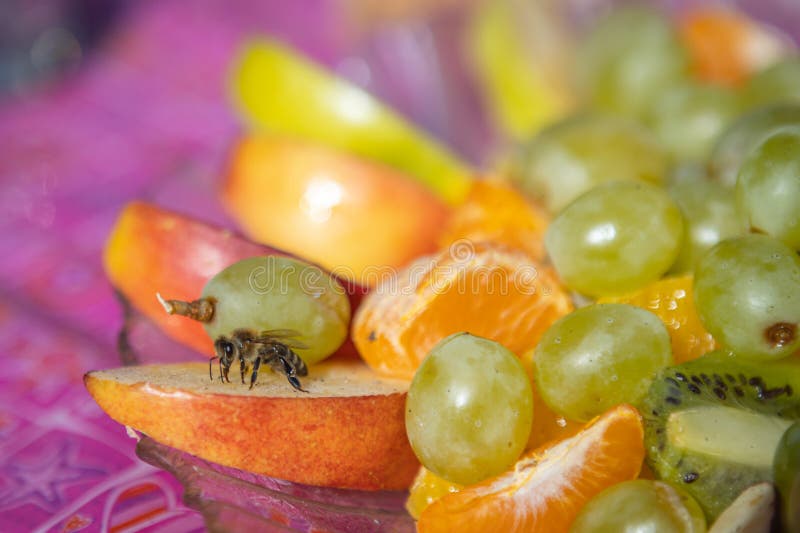 A Bee Eats Juicy Fruits on a Rustic Table, Flooded with Sunny Spring ...