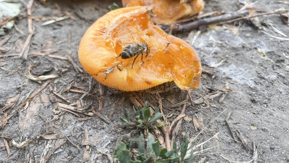 A Bee Eats the Pulp of a Fallen Outline Stock Image - Image of grass ...