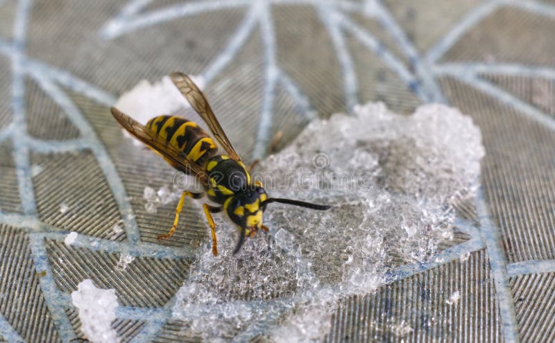 Bee Eats Sugar Syrup Closeup. Wings and Muzzle are Visible Stock Photo ...