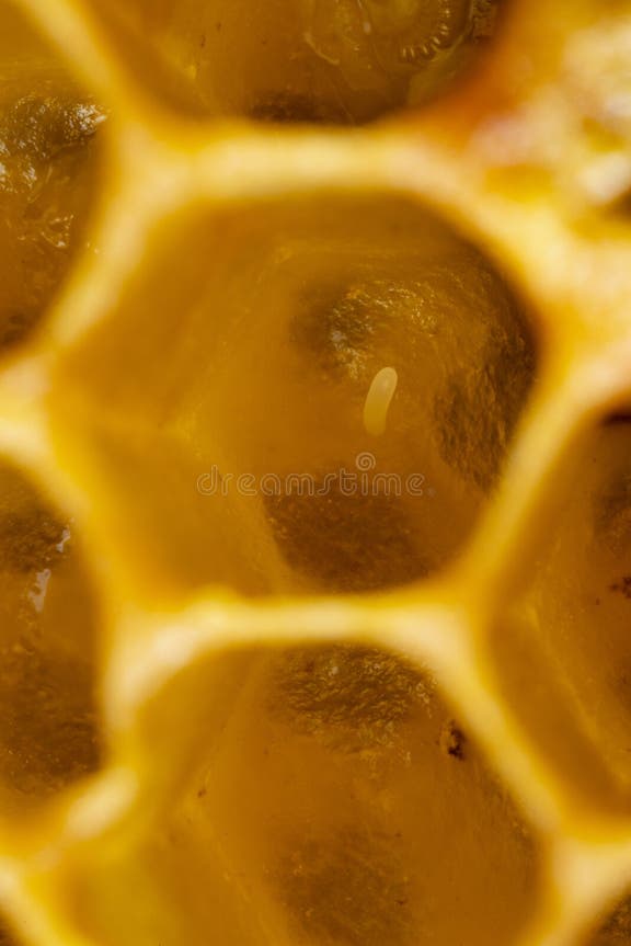 Bee Egg - Development of Honey Bee Stock Photo - Image of rural ...