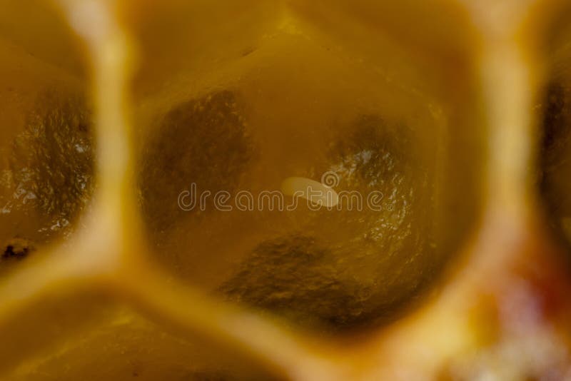 Bee Egg - Development of Honey Bee Stock Image - Image of close ...