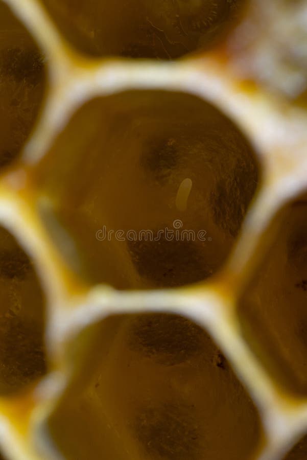 Bee Egg - Development of Honey Bee Stock Photo - Image of country, comb ...
