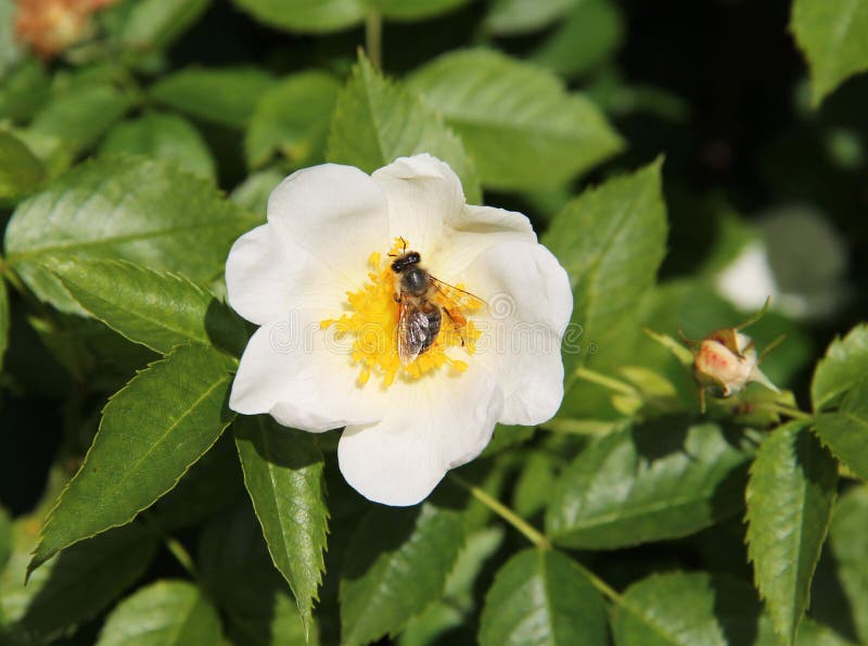 Bee on eglantine blooms stock photo. Image of growing - 72706108