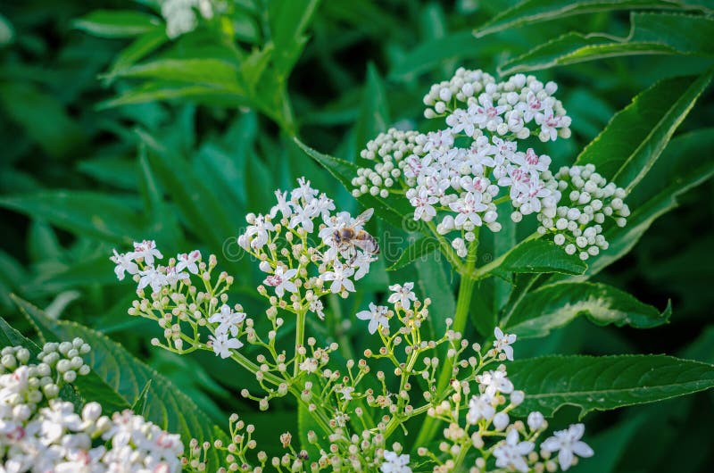 Bee on an Elder Flower. Calm Spring Landscape. Alternative Medicine ...