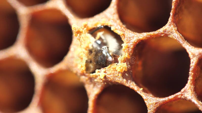 The birth of a bee. stock footage. Video of animal, inside - 376180476