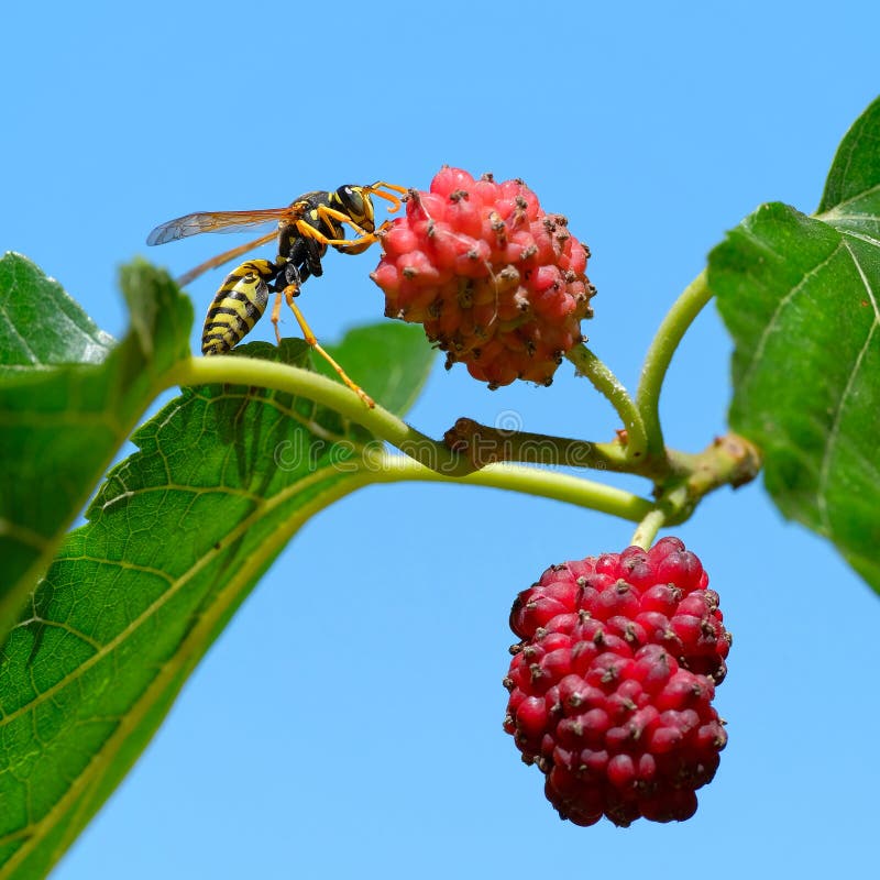 A Bee Enjoying Berry on the Branch Stock Image - Image of berry, fruit ...