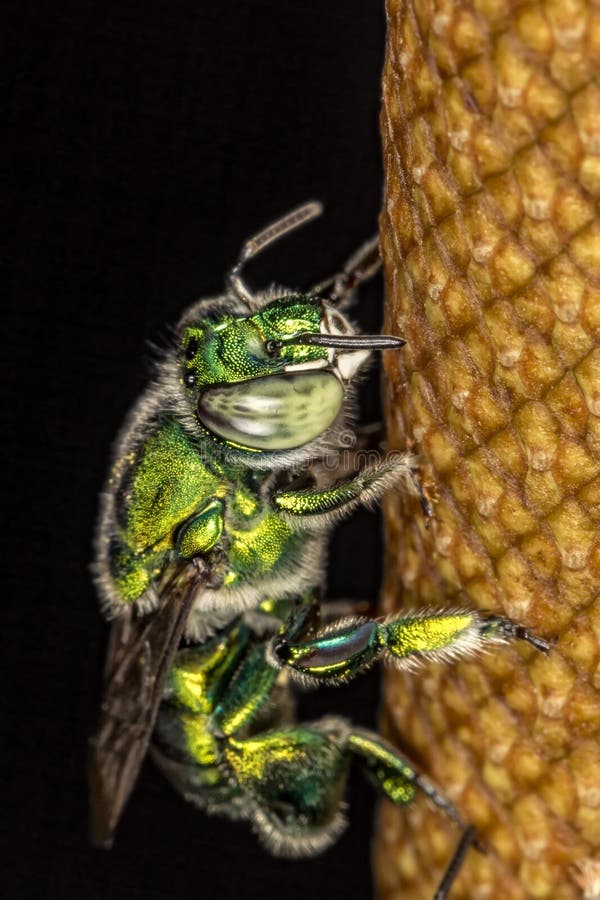 Bee Euglossa Sp - Green Bee Close Up - Agapostemon Sp. Macro Photo ...