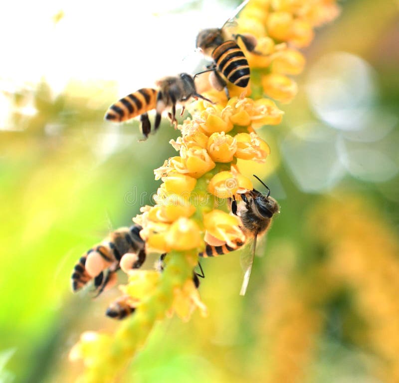 Bee. European, insect. stock image. Image of apoidea - 172011807