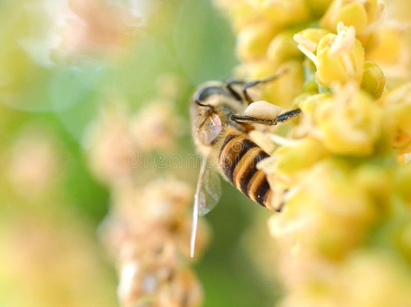 Bee. European, insect. stock image. Image of agriculture - 172012039