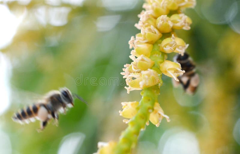 Bee. European, insect. stock photo. Image of agriculture - 172012092