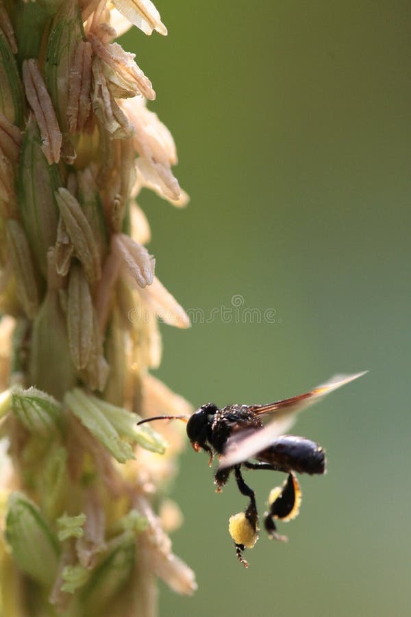 Bee stock photo. Image of flowers, horn, corn, survival - 129650176