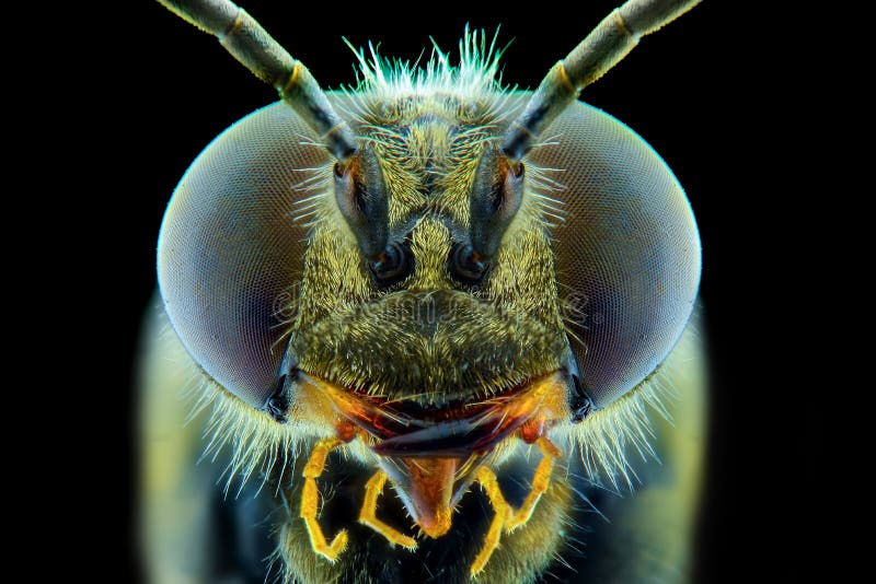 Bee face extreme close up stock image. Image of bumblebee - 185109717