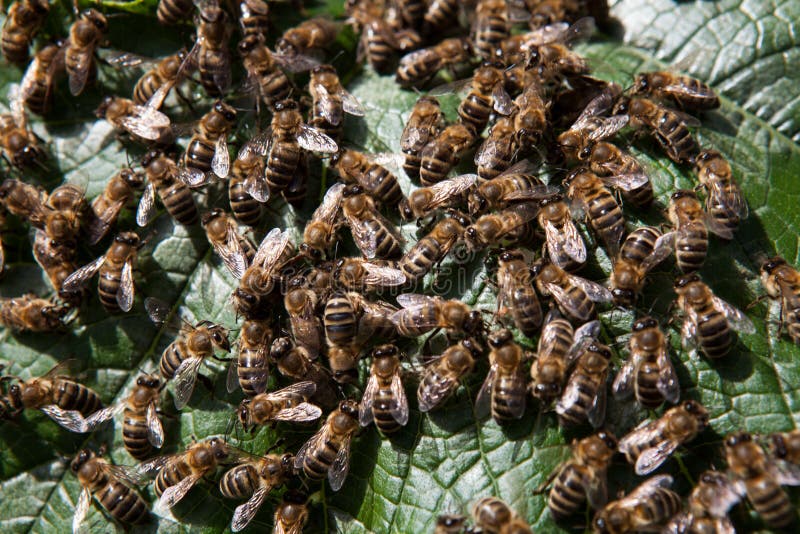 Bee family stock photo. Image of swarming, leaf, beehive - 82742750