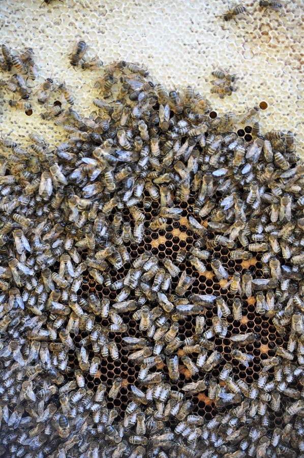 In the Hive, the Bee Family is on the Honeycomb Stock Photo - Image of ...