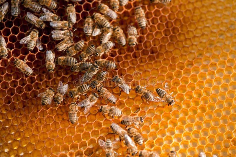 Bee family stock image. Image of black, hexagon, background - 30570393