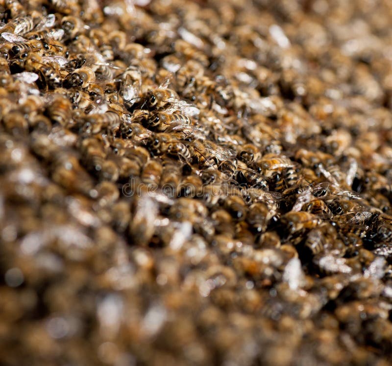 Bee family stock image. Image of antenna, nature, pollen - 30571331