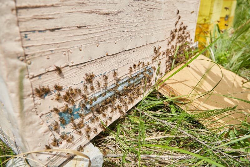 Bee Family on a Wooden Beehive Stock Image - Image of apiary, brood ...