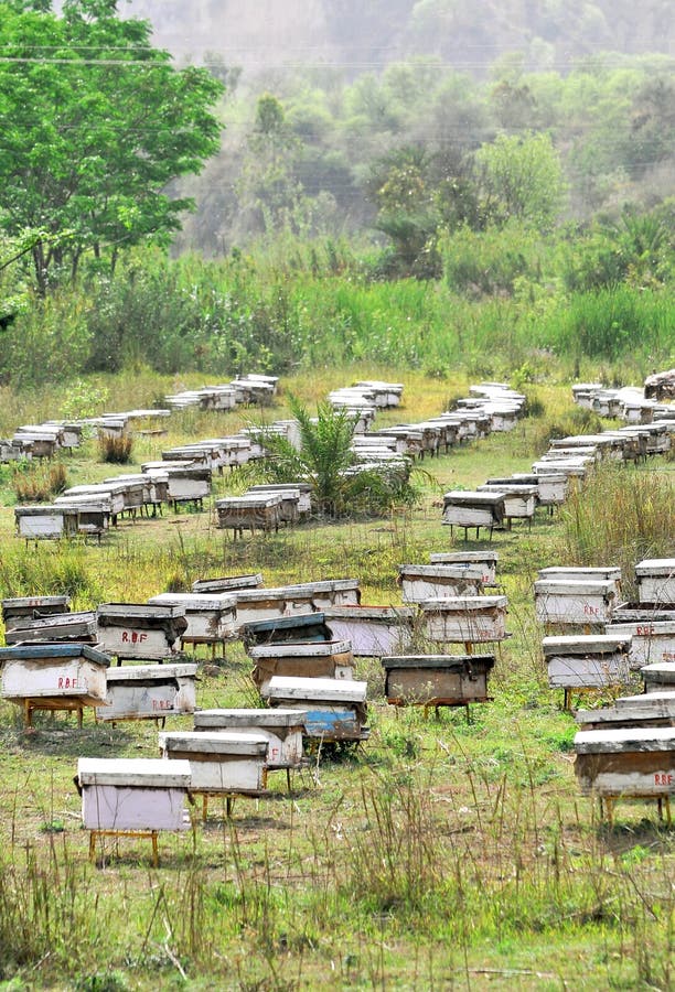 Bee farming stock image. Image of beekeeper, health, rural - 8894971