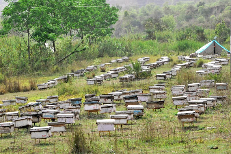 Bee farming stock image. Image of beehives, pollen, natural - 8895013