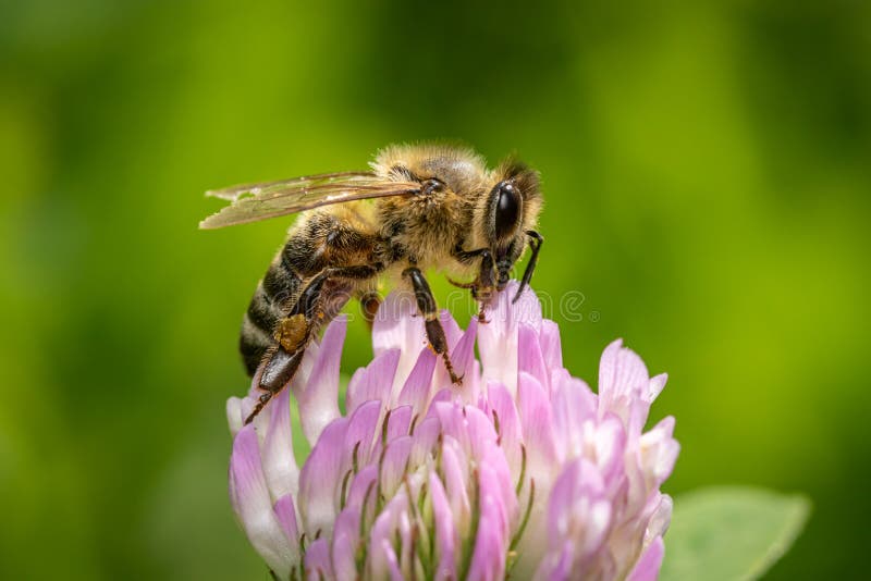 A Bee Feed on Red Clover Trifolium Pratense Stock Photo - Image of ...