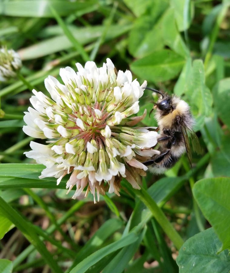 Bee feeding on clover stock photo. Image of clover, feeding - 163503612
