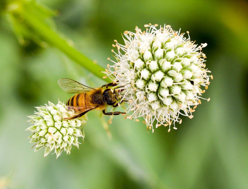 Bee feeding stock photo. Image of nature, naturephotography - 97325962