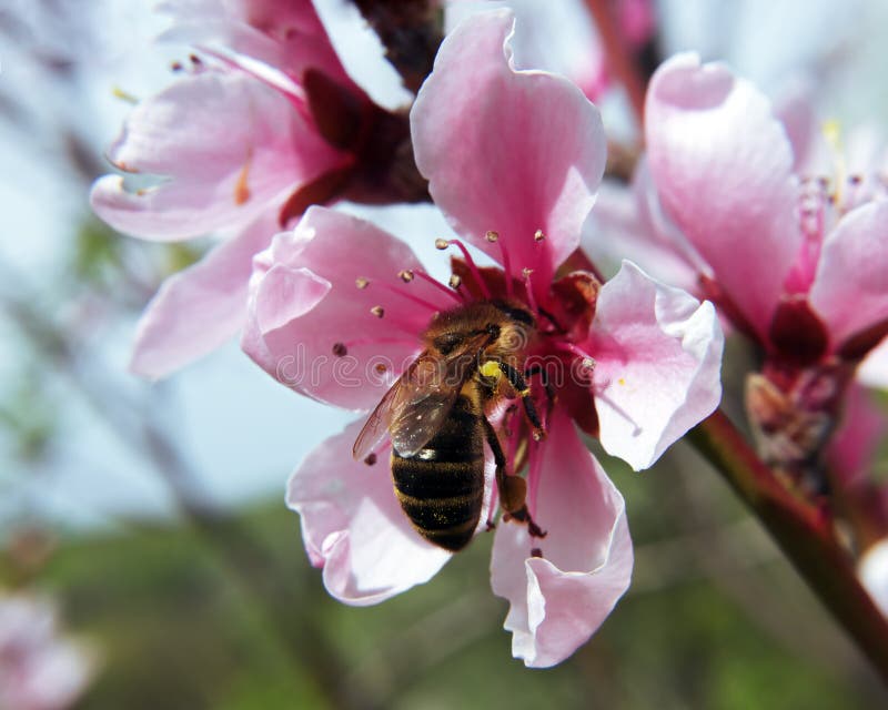 Bee Feeding Drinking Nectar Inside the Pink Flower Stock Image - Image ...