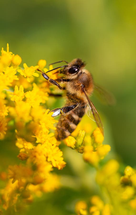 Bee Feeding on Nectar from a Wild Yellow Flower, Field Stock Photo ...