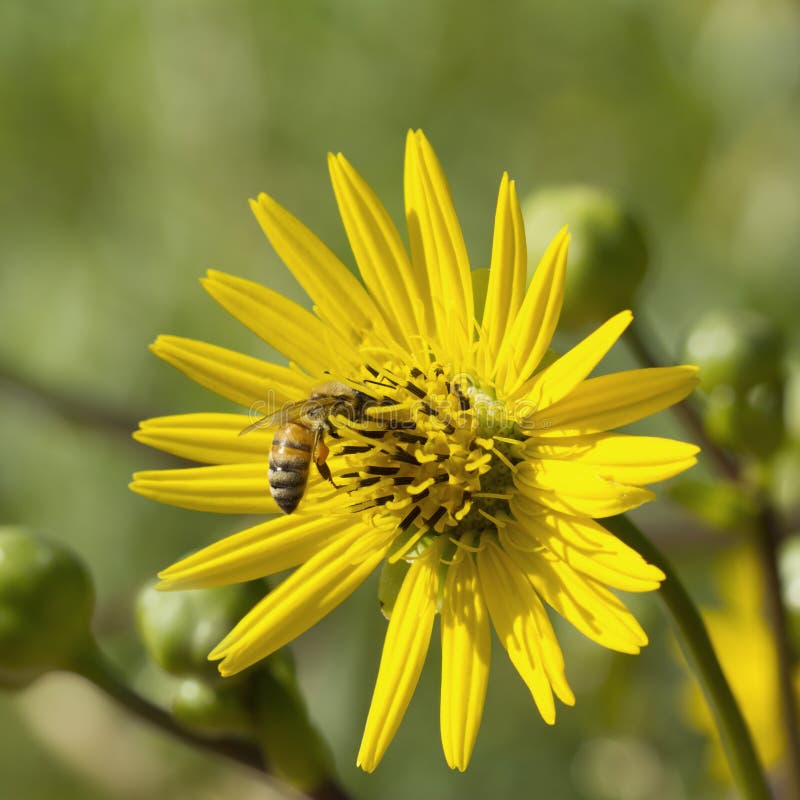Bee Feeding on Pollen stock image. Image of conservation - 29020209