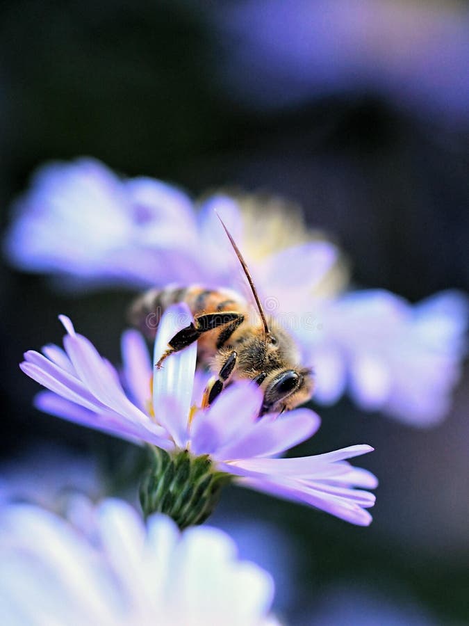 Bee feeds on a wildflower stock image. Image of macro - 262027835