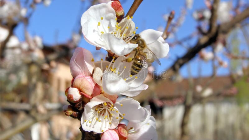 Bee Fetching Nectar from Flower Stock Image - Image of vegetation ...