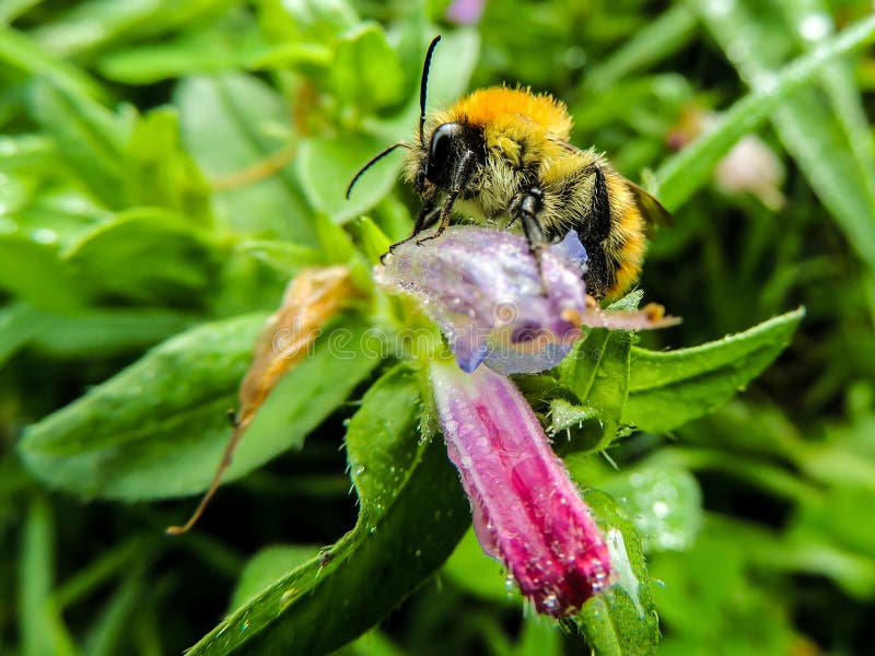 Bee in the field stock image. Image of spring, nature - 120135949